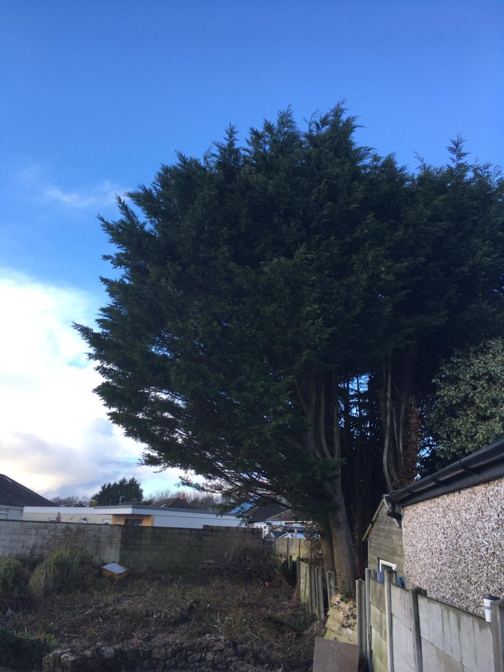 Tree Felling, Topping and Lopping | Sowerby Tree Care & Landscapes